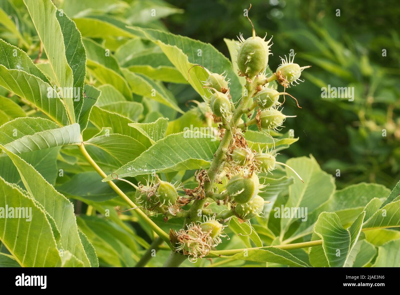 Aesculus flava hi-res stock photography and images - Alamy