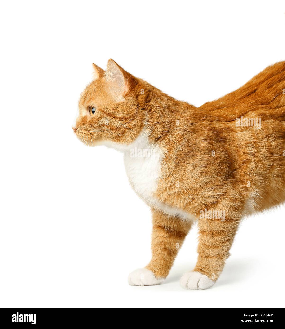 Cute cat isolated on white background Stock Photo - Alamy