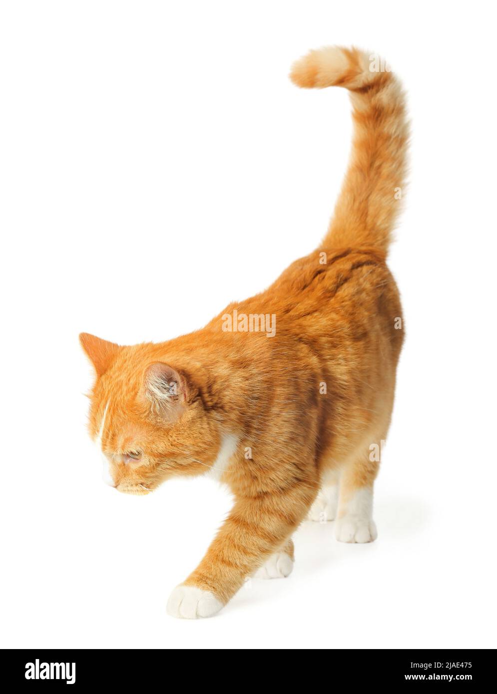 Cute cat isolated on white background Stock Photo - Alamy