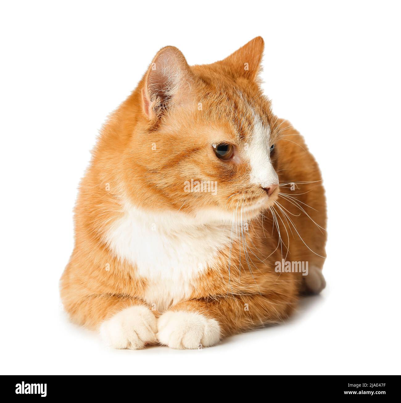 Cute cat isolated on white background Stock Photo - Alamy