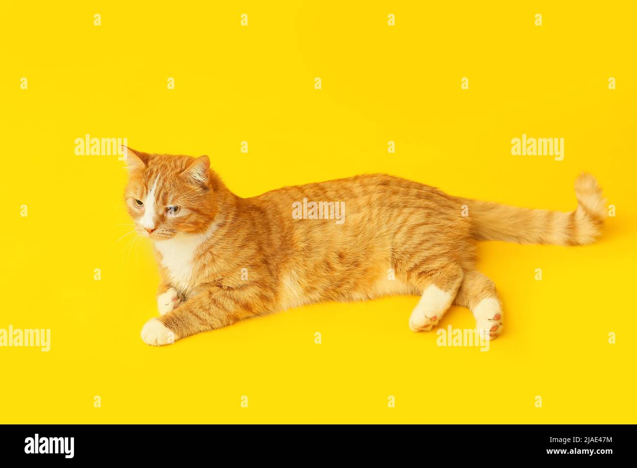 Cute cat on yellow background Stock Photo - Alamy