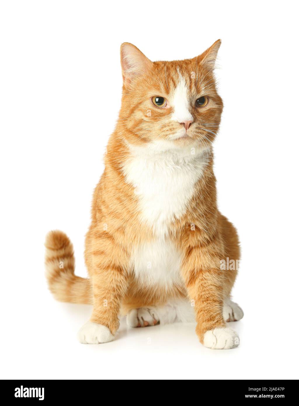 Cute cat isolated on white background Stock Photo - Alamy