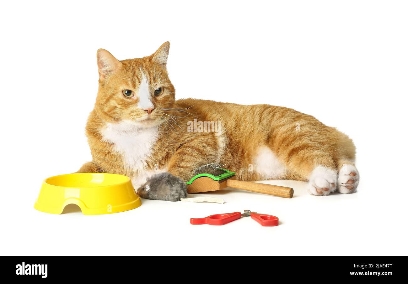 Cute cat with bowl, toy and claws clipper for pet isolated on white ...