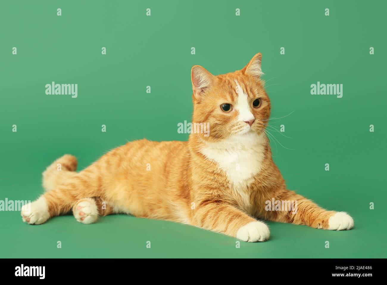 Cute cat on green background Stock Photo - Alamy