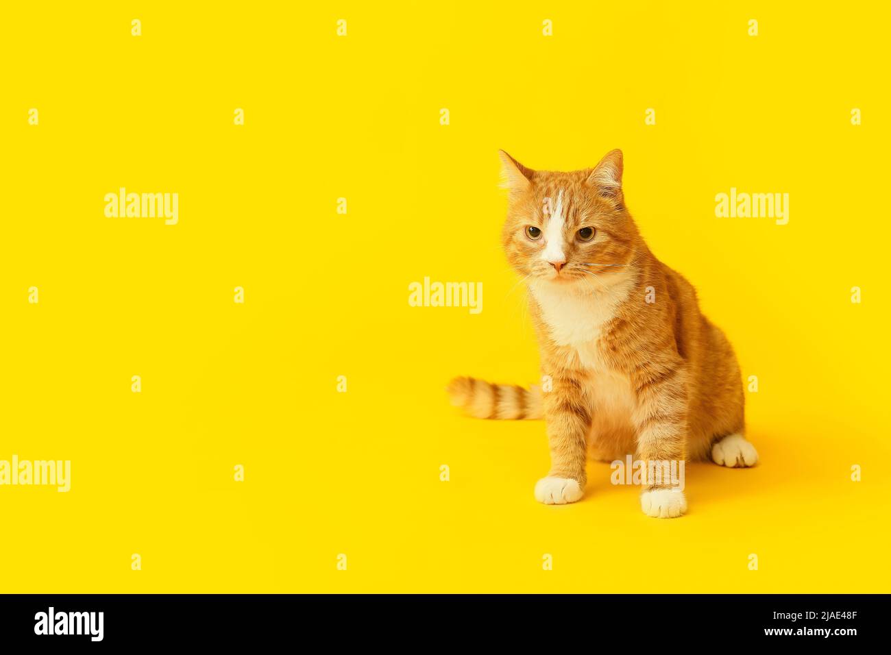 Cute cat on yellow background Stock Photo - Alamy