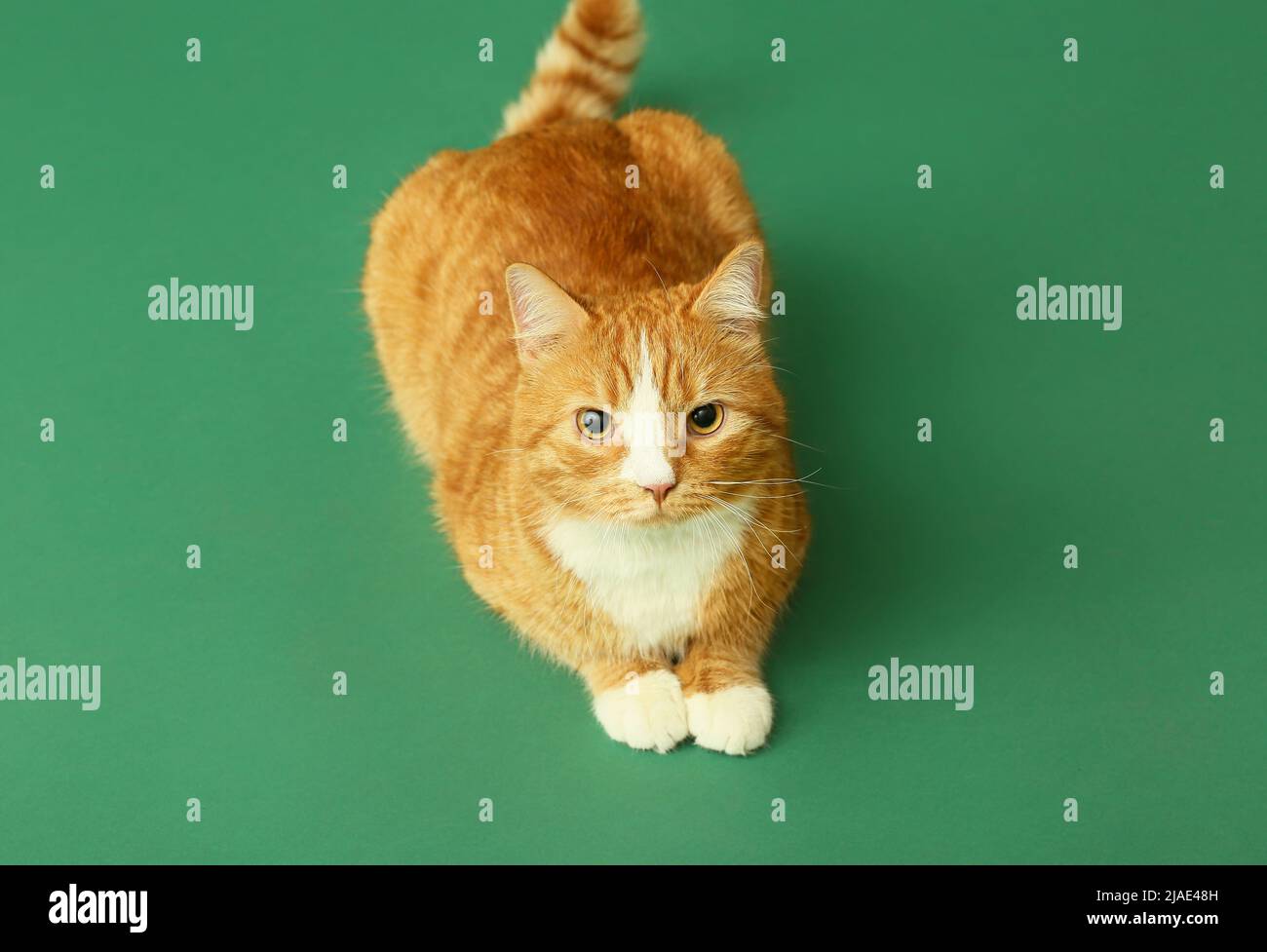 Cute cat on green background Stock Photo - Alamy