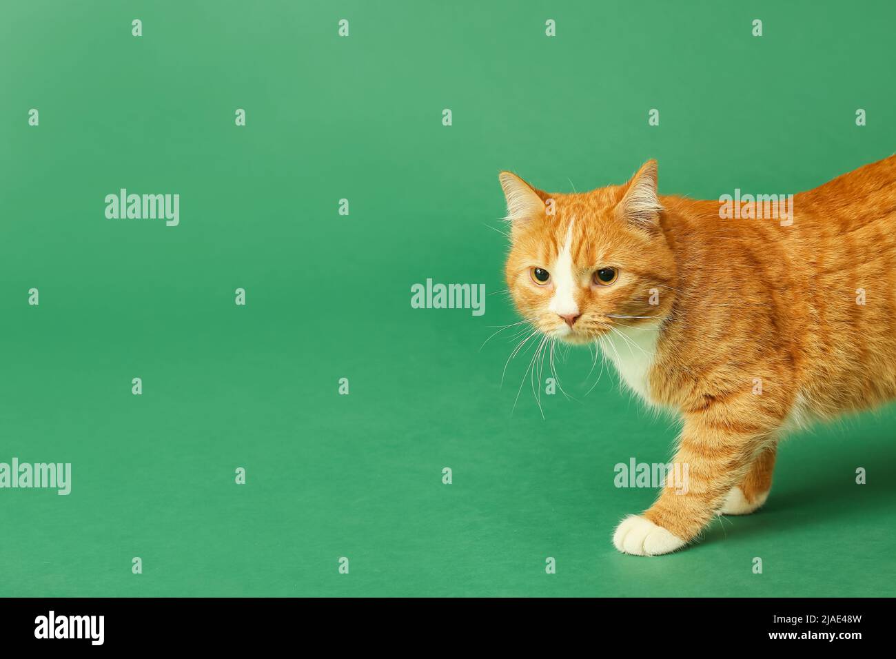 Cute cat on green background Stock Photo - Alamy