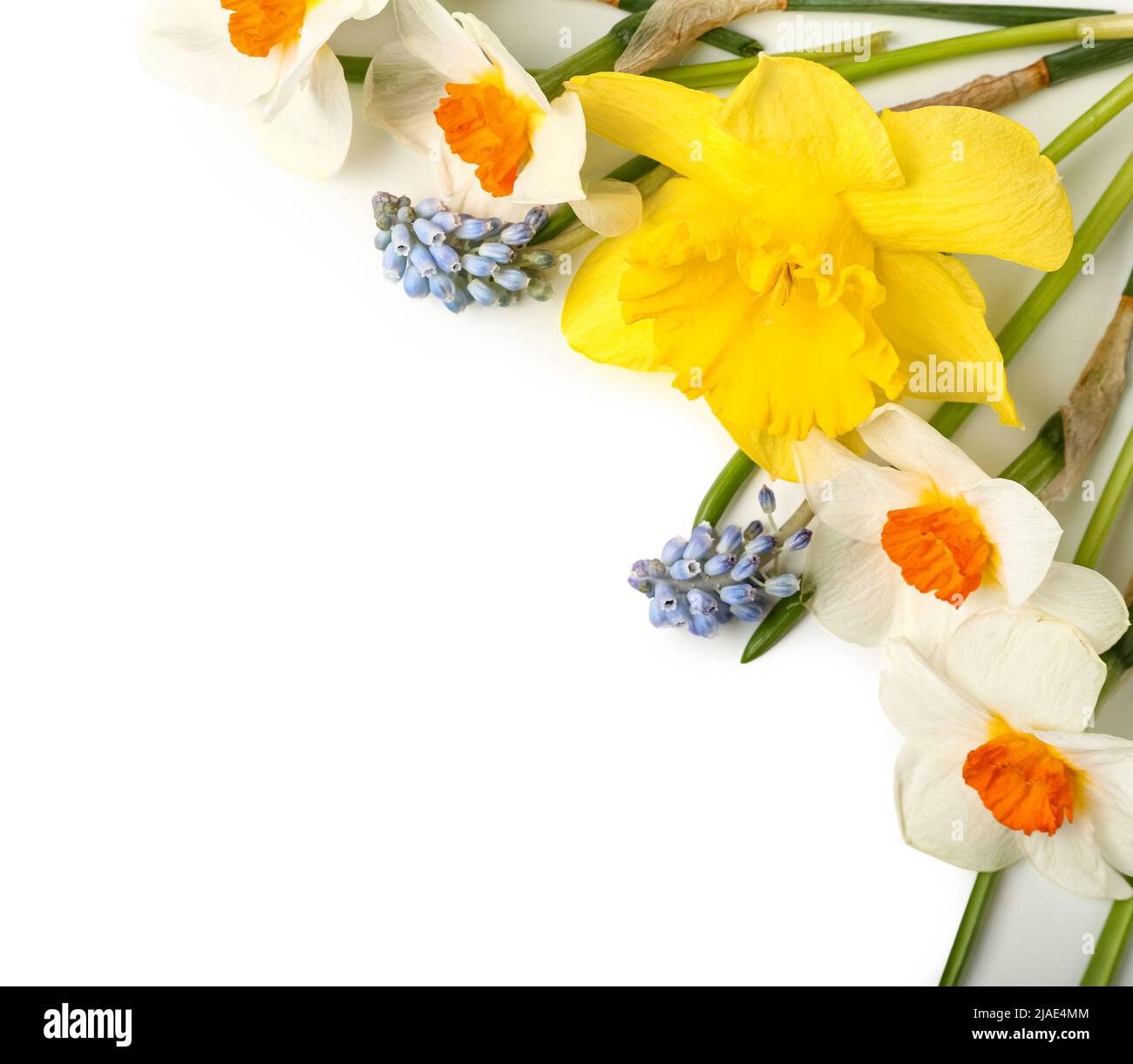 Different beautiful flowers isolated on white Stock Photo - Alamy