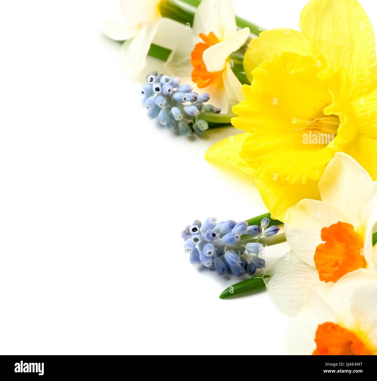 Different beautiful flowers isolated on white Stock Photo - Alamy