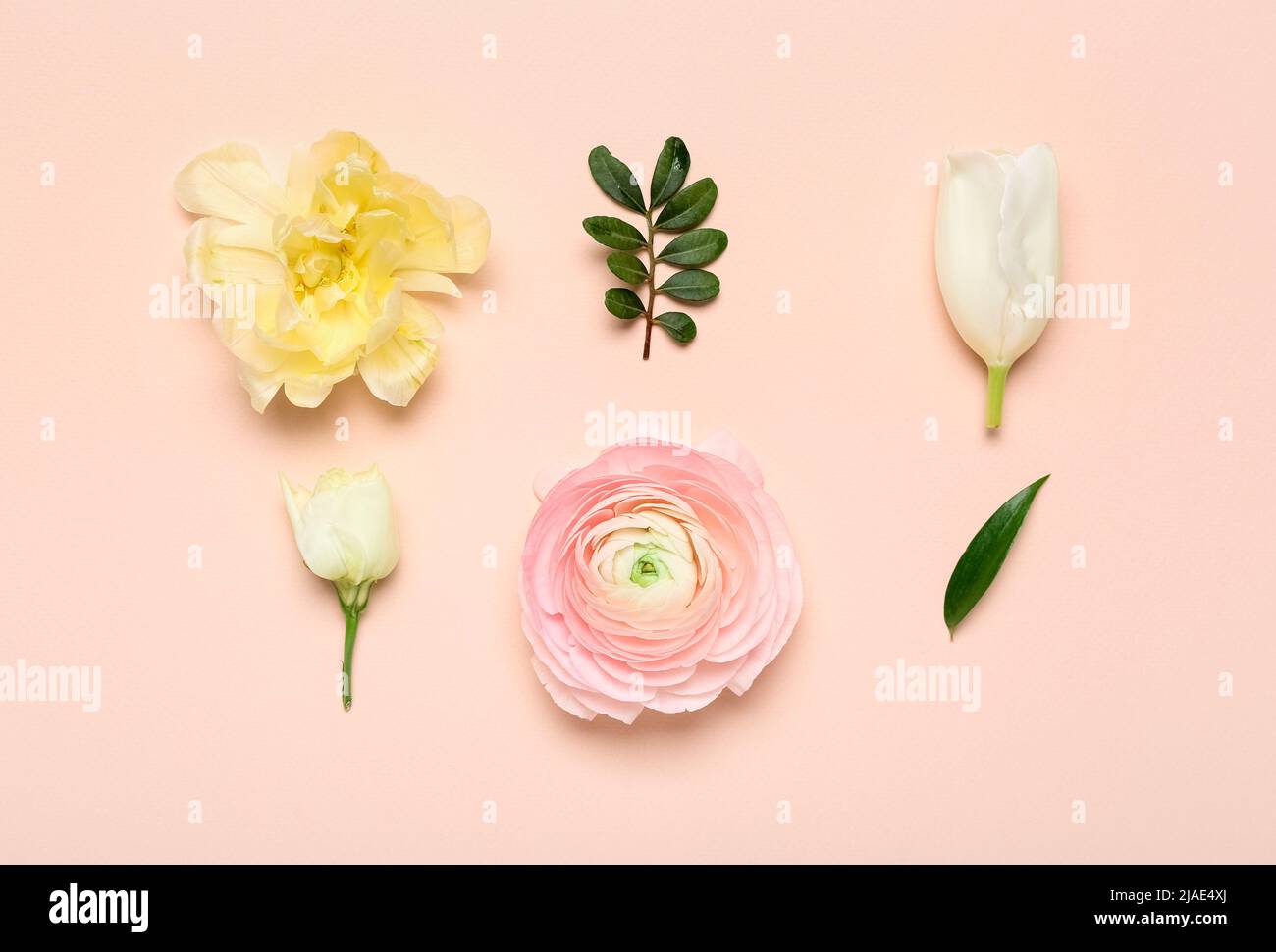 Buds of different beautiful flowers on color background Stock Photo - Alamy