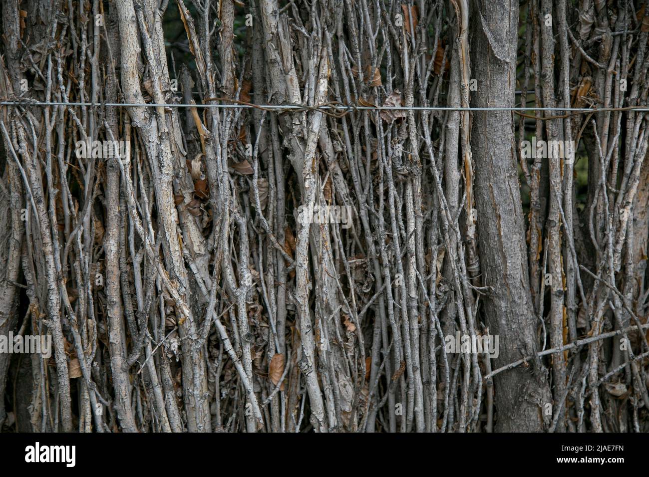 Background or texture of tree branches Stock Photo - Alamy