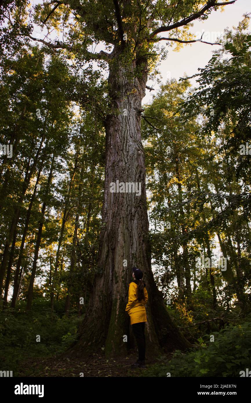 Tall poplar tree hi-res stock photography and images - Alamy