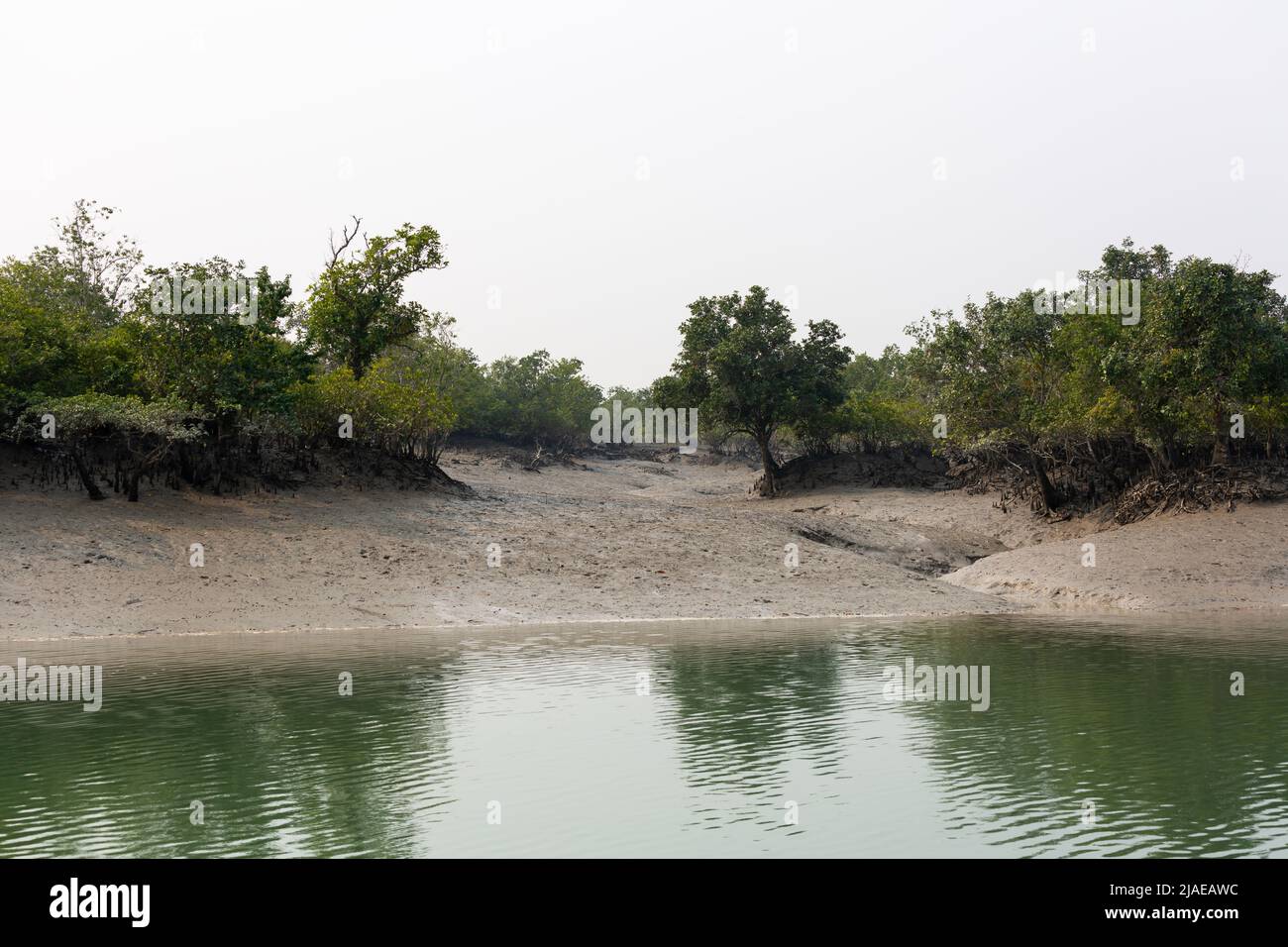 Sundarban, West Bengal, India - December 27, 2021: mangrove and river ...