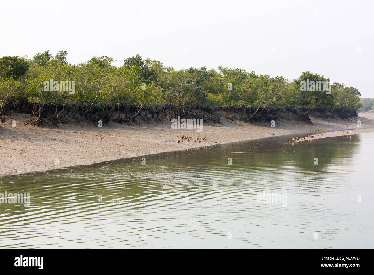 Sundarban, West Bengal, India - December 27, 2021: birds and ducks at ...