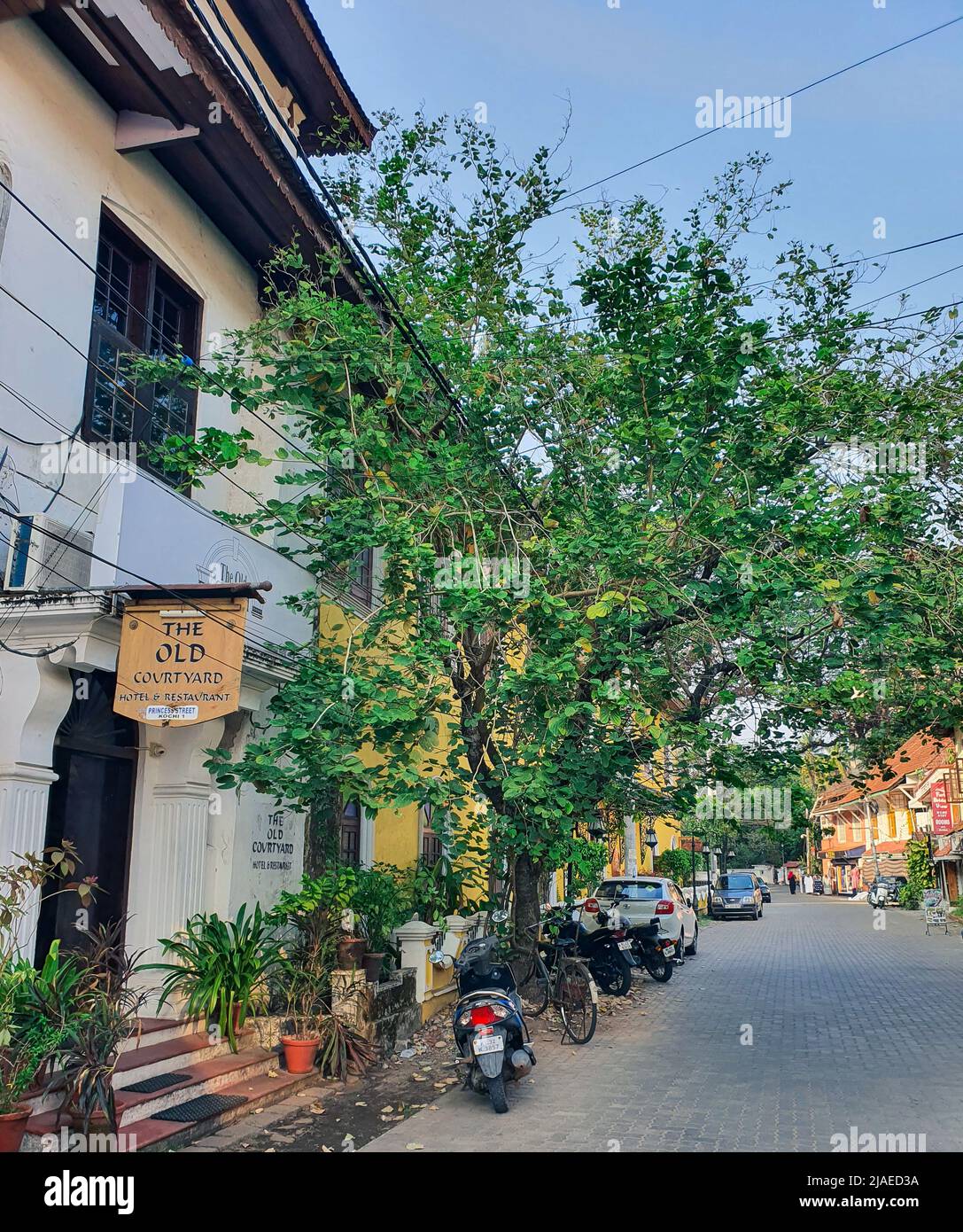 Fort Kochi, Kerala India - March 11, 2022: tree in the street in fort ...