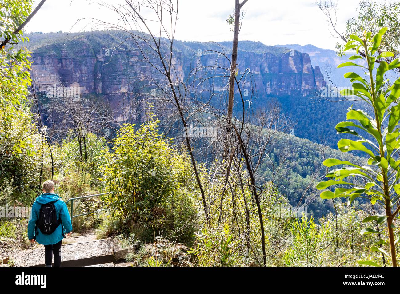 Blue Mountains Australia female woman hiking on Cliff Top Track in the ...