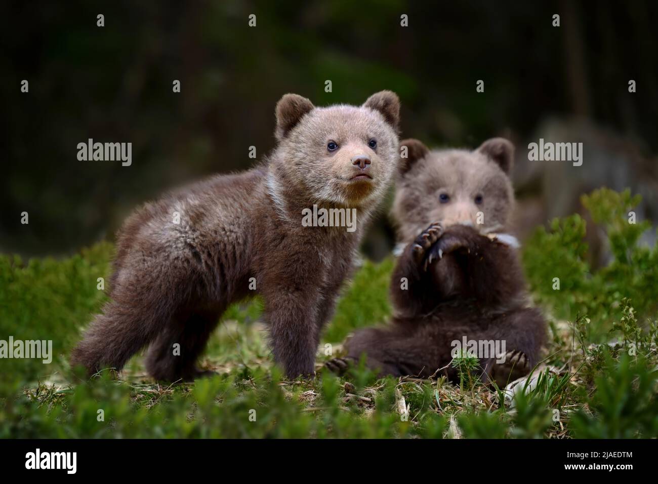 Two young brown bears in the forest. Animal in the nature habitat. Cub ...