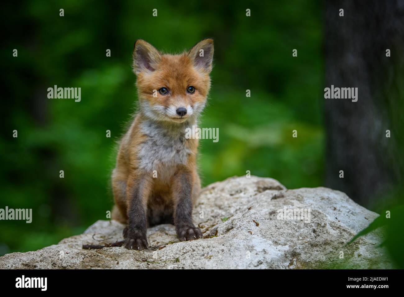 Red fox, vulpes vulpes, small young cub in forest on stone. Cute little ...