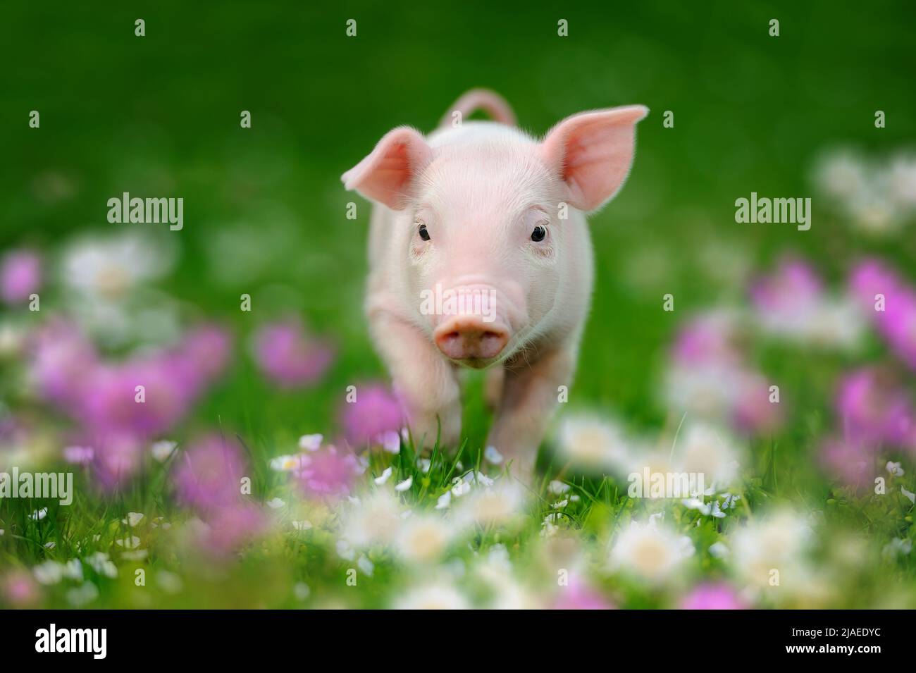 Funny Cute Baby Pigs
