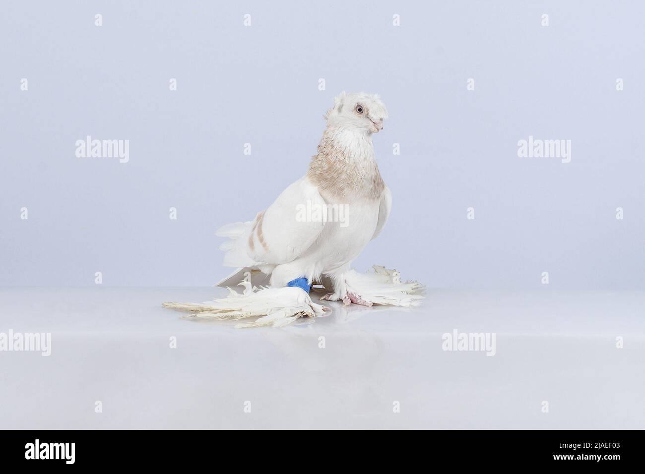 Cindery hi-res stock photography and images - Alamy