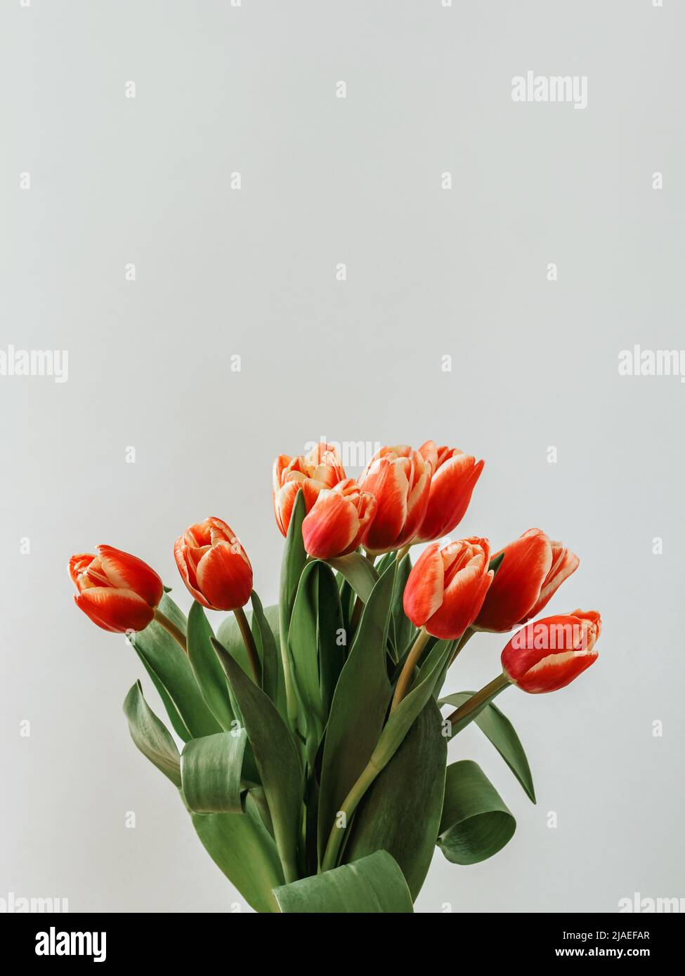 Neutral background hi-res stock photography and images - Alamy