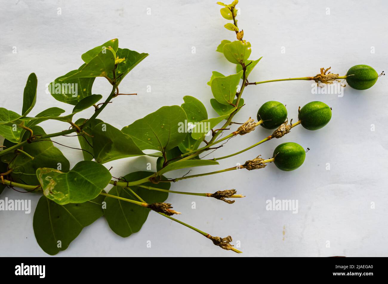 Fruits And Leaves Of A Vine Stock Photo - Alamy
