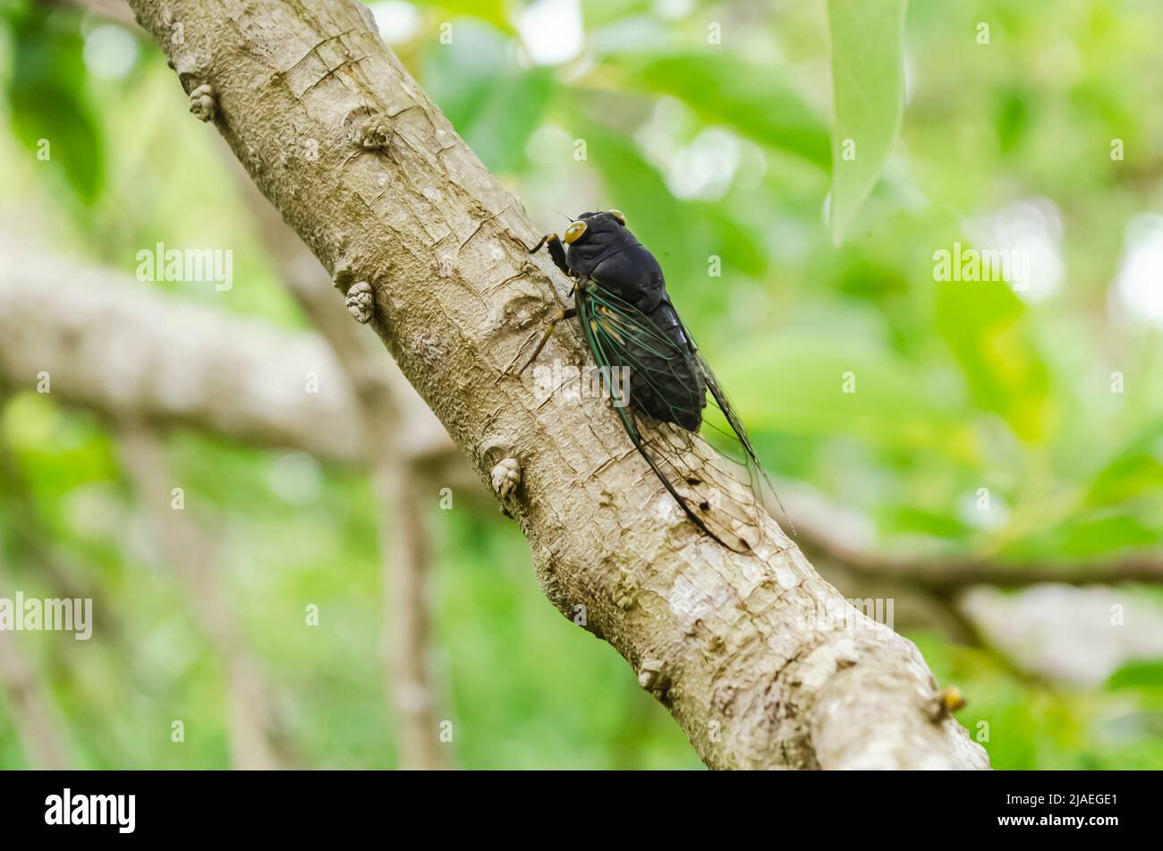 Cicada palooza hi-res stock photography and images - Alamy