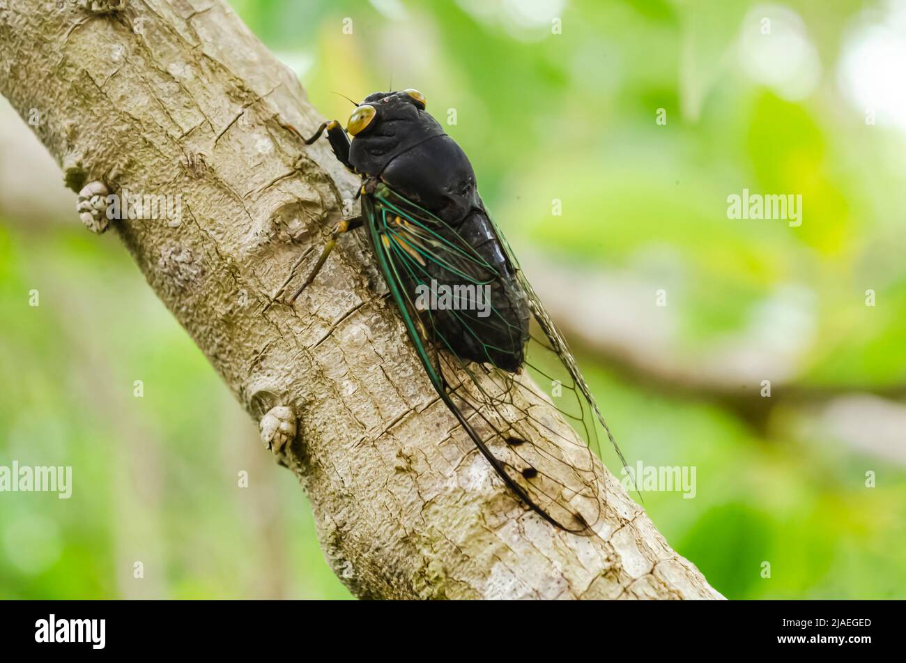 Black Cicada Palooza On Avocado Tree Branch Stock Photo - Alamy
