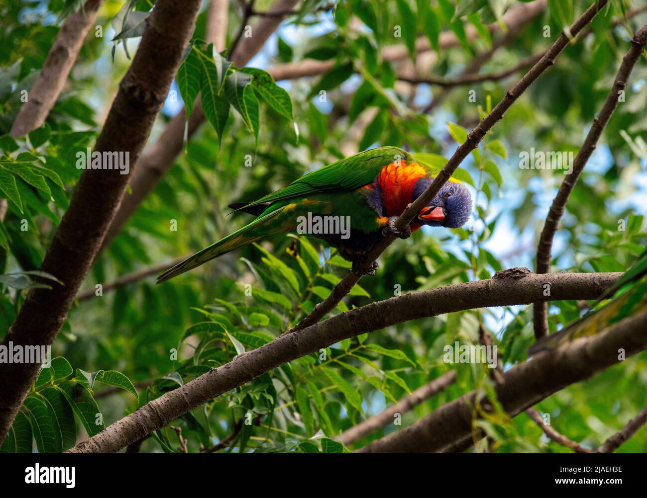 A Rainbow Lorikeet (Trichoglossus moluccanus) perched on a tree in ...
