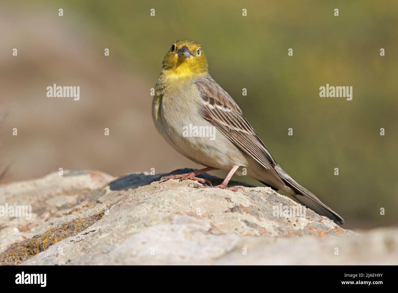 Agra slopes hi-res stock photography and images - Alamy