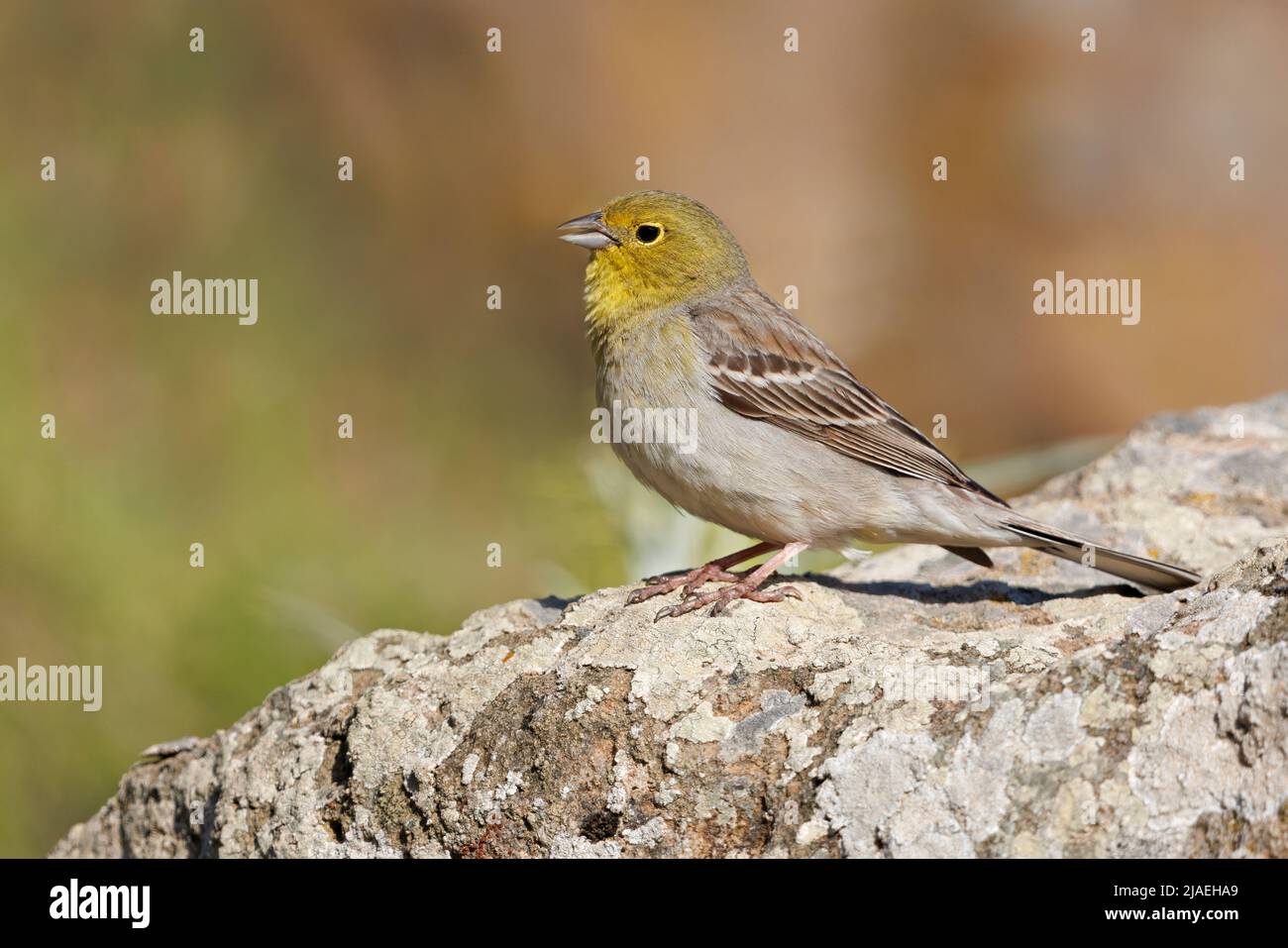 Agra slopes hi-res stock photography and images - Alamy