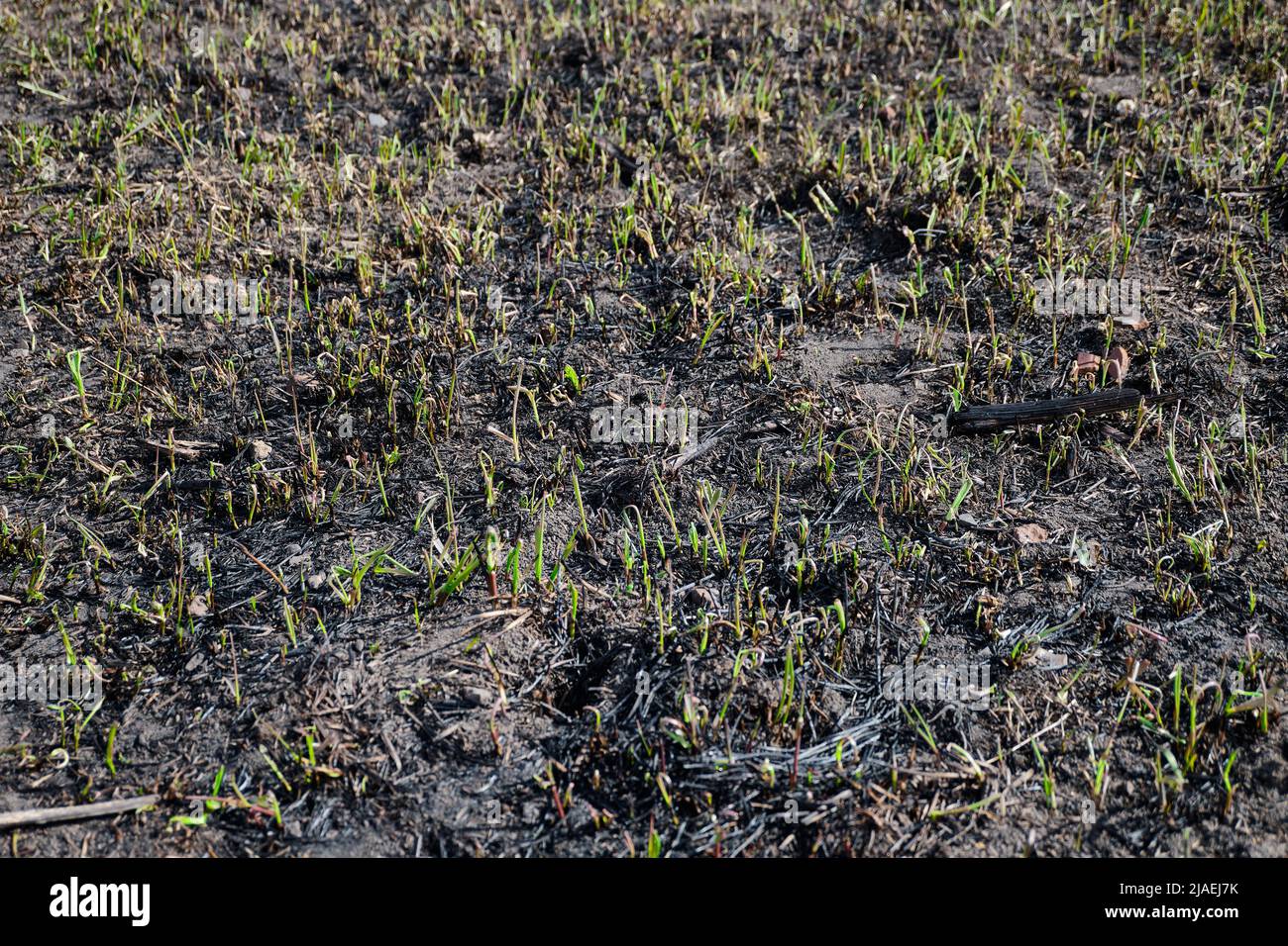 Burnt grass hi-res stock photography and images - Alamy