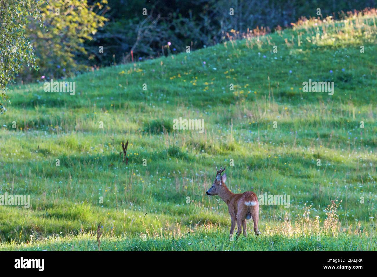 Roebuck antler hi-res stock photography and images - Alamy