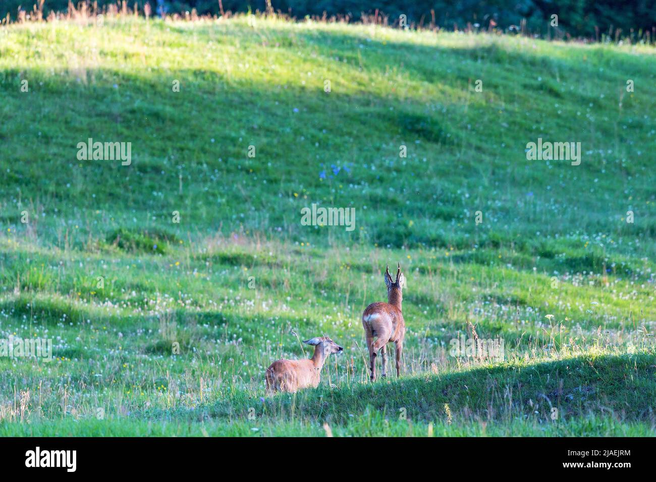 Deer in rut chasing each other in the meadow Stock Photo - Alamy