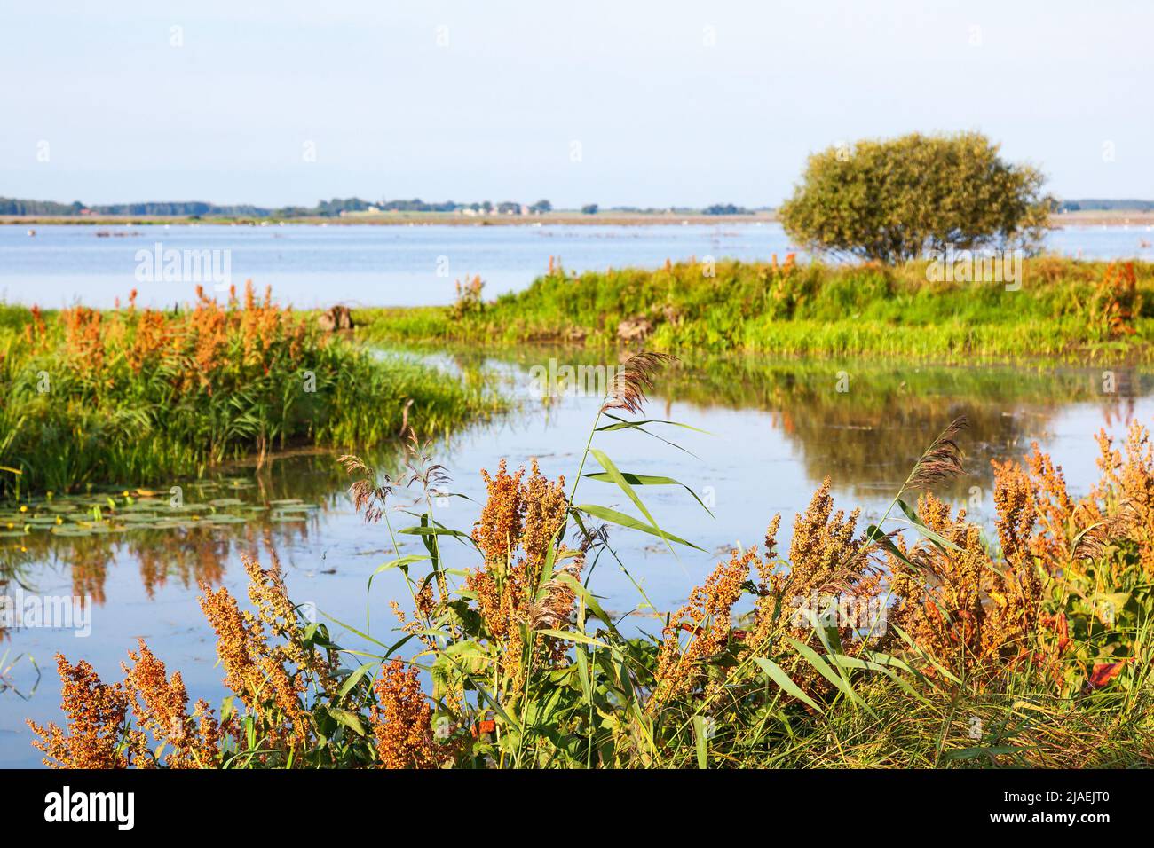 Dooryard dock flowers on the beach of a lake Stock Photo - Alamy