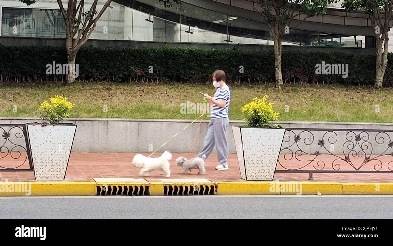 SHANGHAI, CHINA - MAY 29, 2022 - A citizen walks his dog on a street in ...