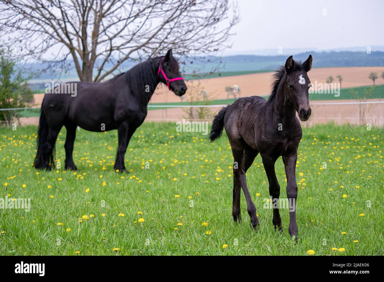 Friesian colt in meadow hi-res stock photography and images - Alamy