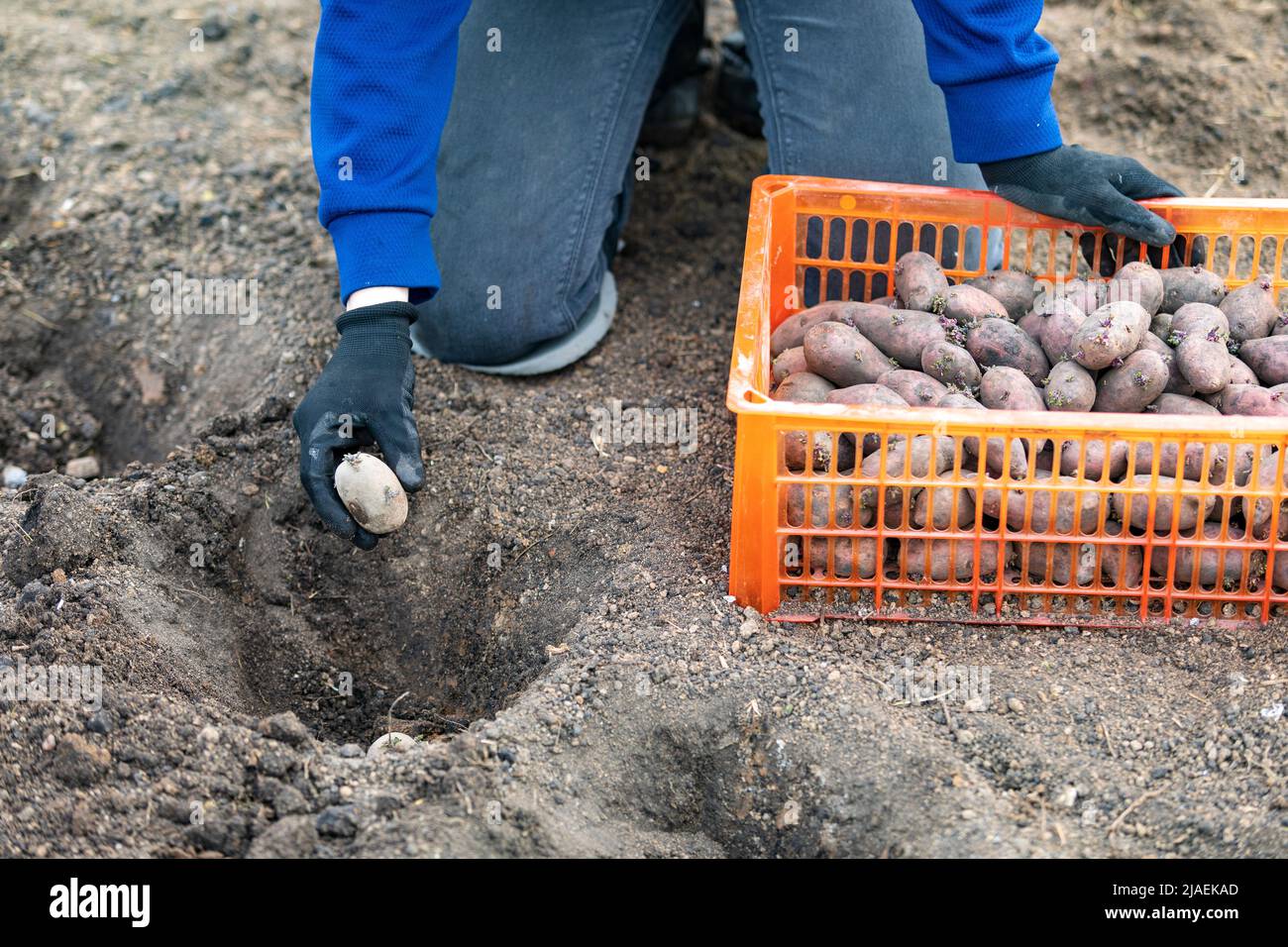 Process of seeding potato tubers into the ground Stock Photo - Alamy