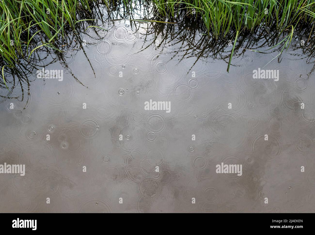 Wetlands geese rain hi-res stock photography and images - Alamy