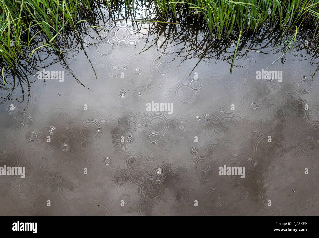 Wetlands geese rain hi-res stock photography and images - Alamy