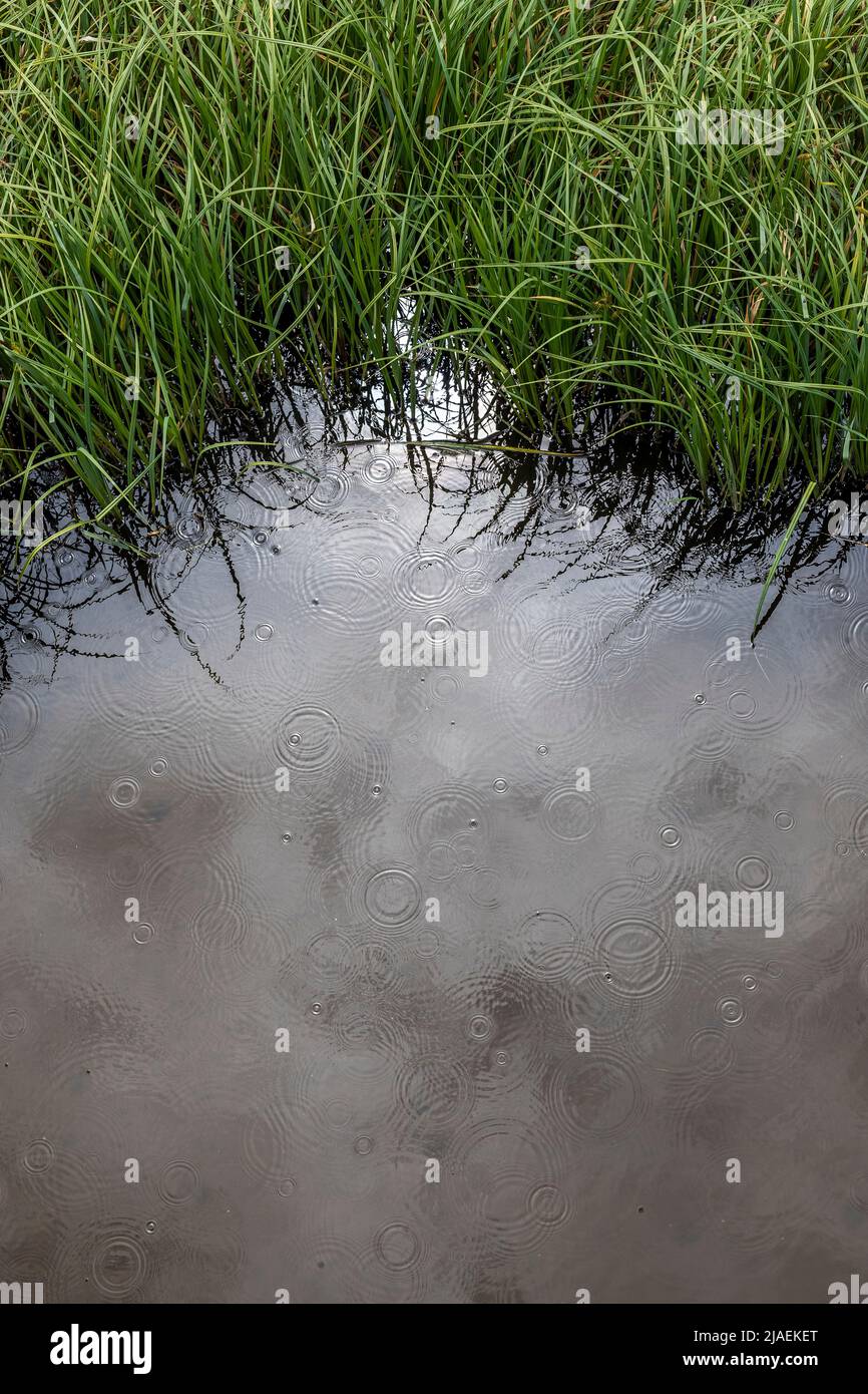 Wetlands geese rain hi-res stock photography and images - Alamy