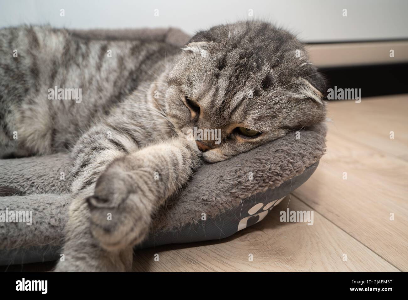 Scottish Fold Sleeping