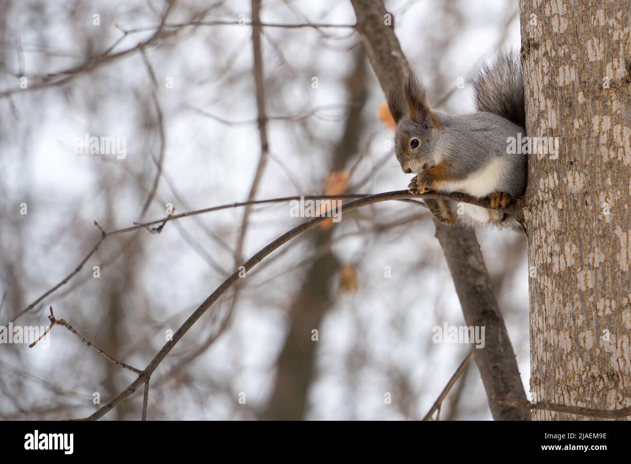Eurasian red squirrel eating a nut while sitting on a branch in the ...