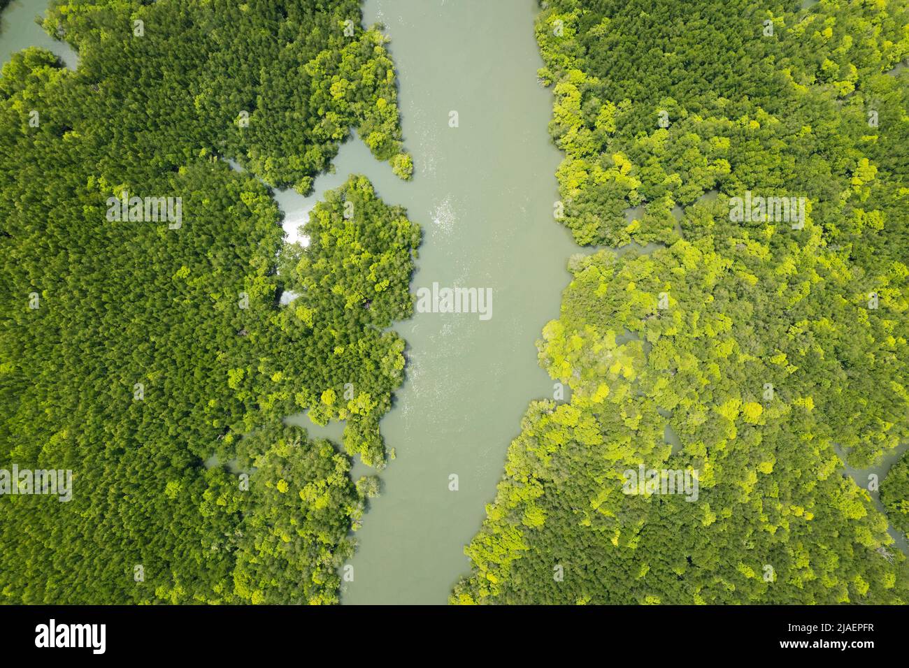 Amazing abundant mangrove forest Aerial view of forest trees Rainforest ...
