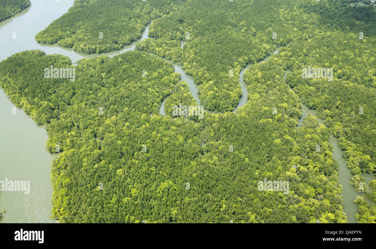 Top view amazing mangrove hi-res stock photography and images - Alamy