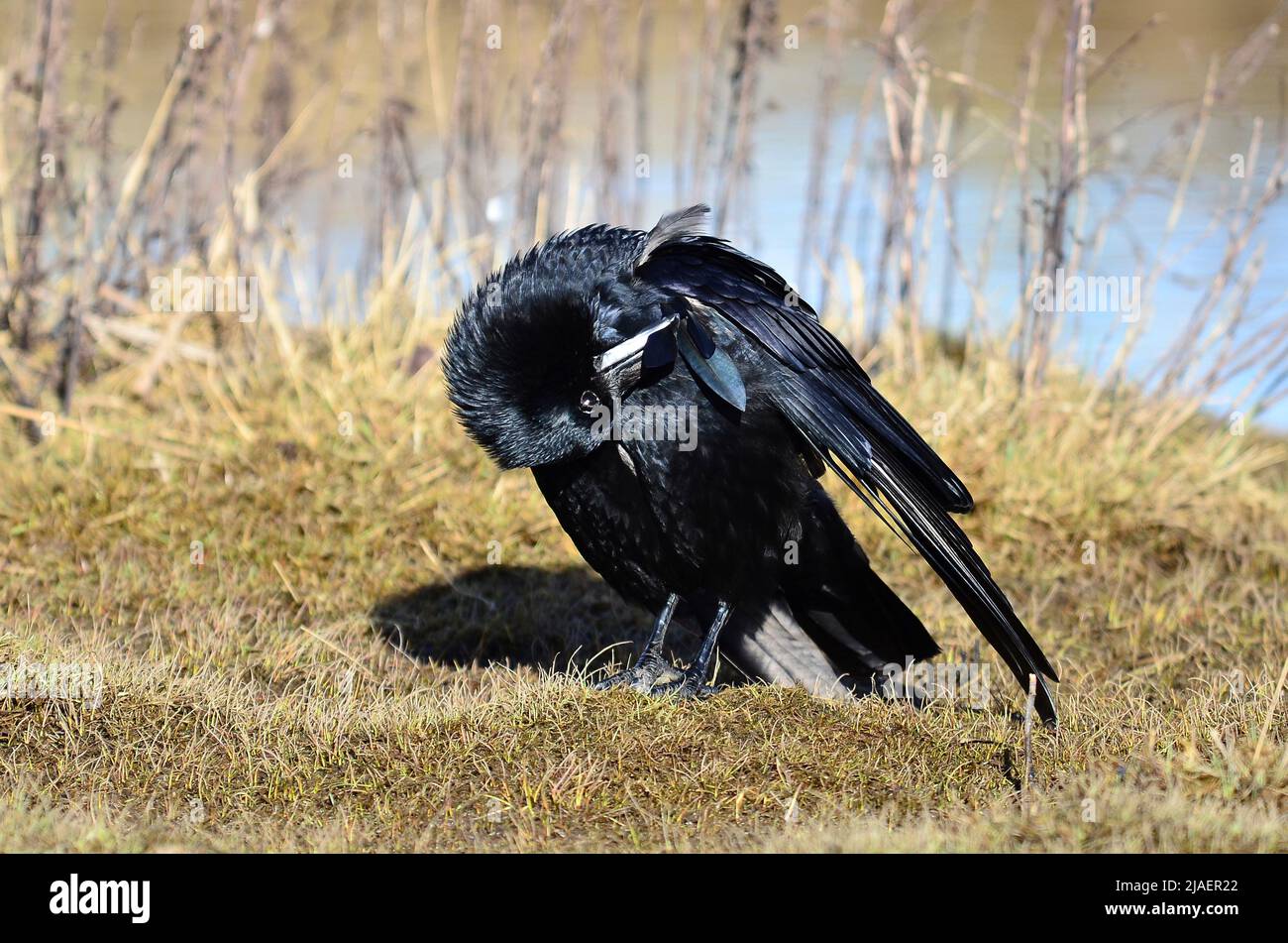 adult carrion crow preening Stock Photo - Alamy