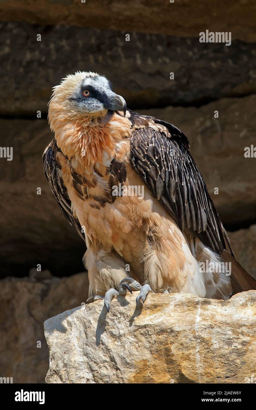 Endangered raptor hi-res stock photography and images - Alamy
