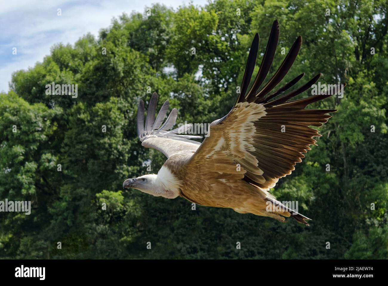 Rüppell's vulture - Gyps rueppelli Stock Photo - Alamy
