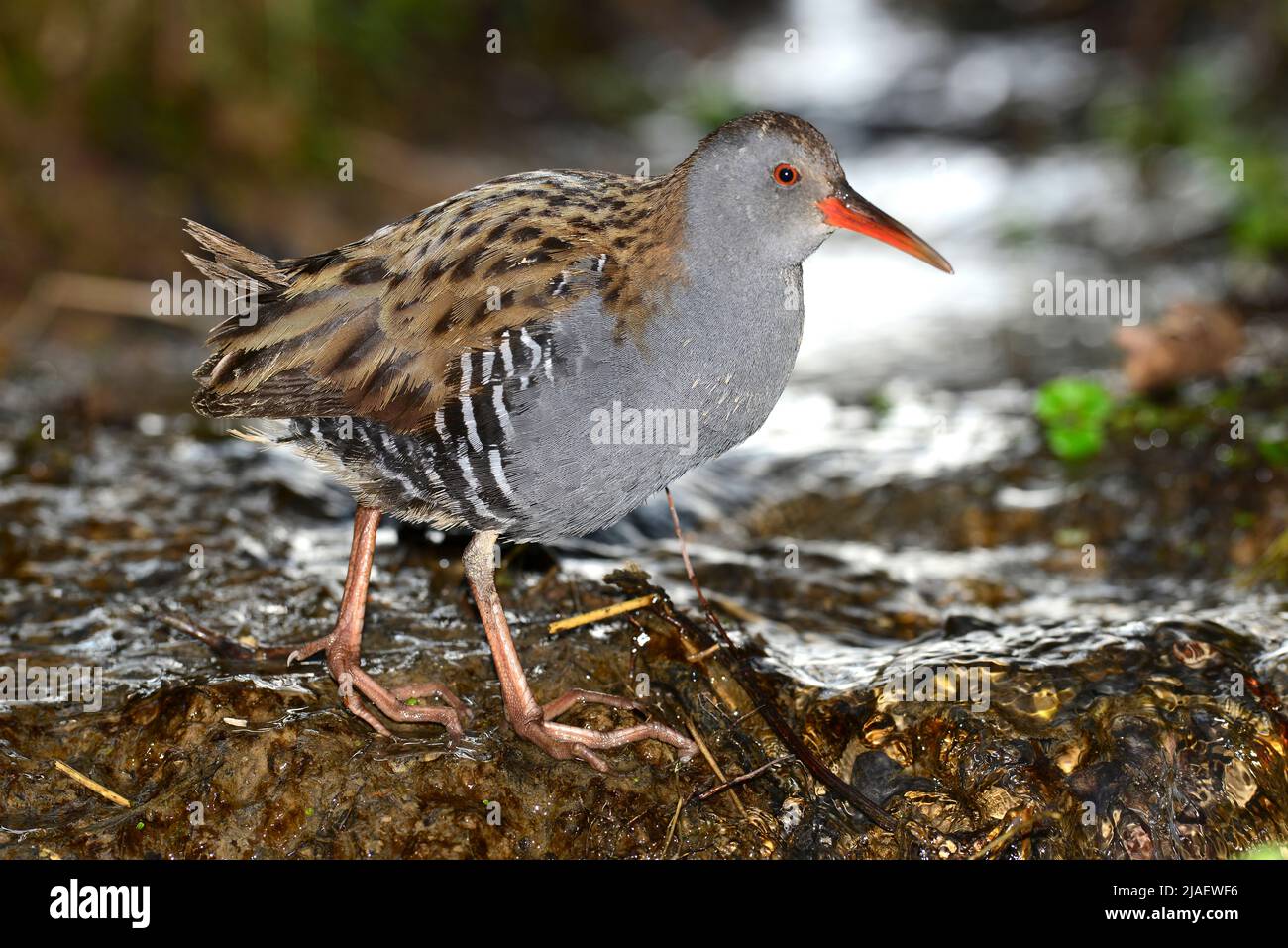 water rail rallus aquaticus Stock Photo - Alamy