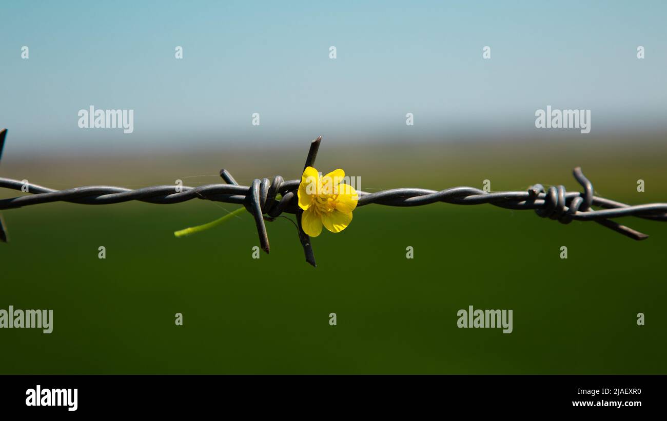Yellow flower on barbed wire against a sky and green field Stock Photo ...